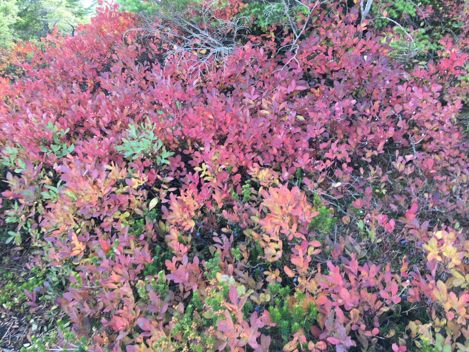 Fall colors at Mt. Baker - Serene Mountain Escapes